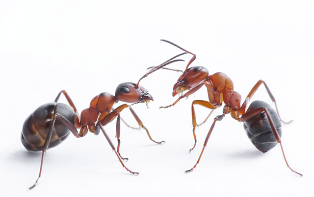 Great Ant (ART) Play Day | New England Regional Art Museum