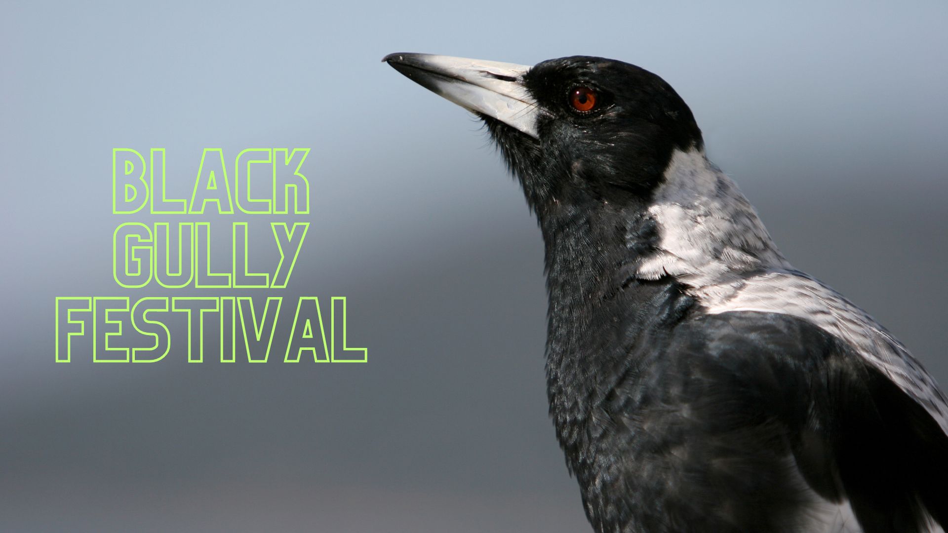 Black Gully Festival | New England Regional Art Museum